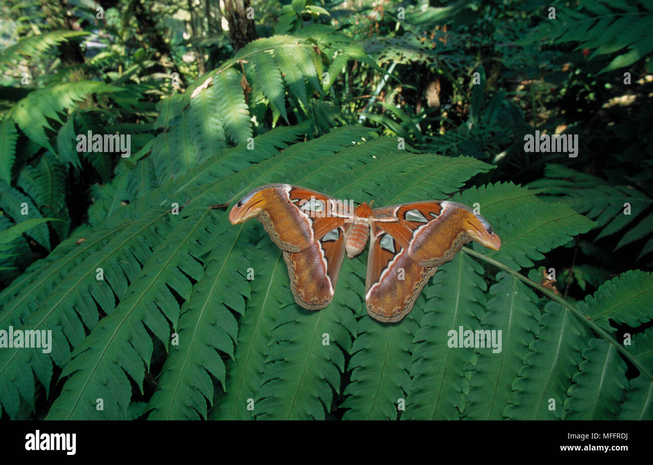 Saturniidae giant silk moths hi-res stock photography and images - Alamy