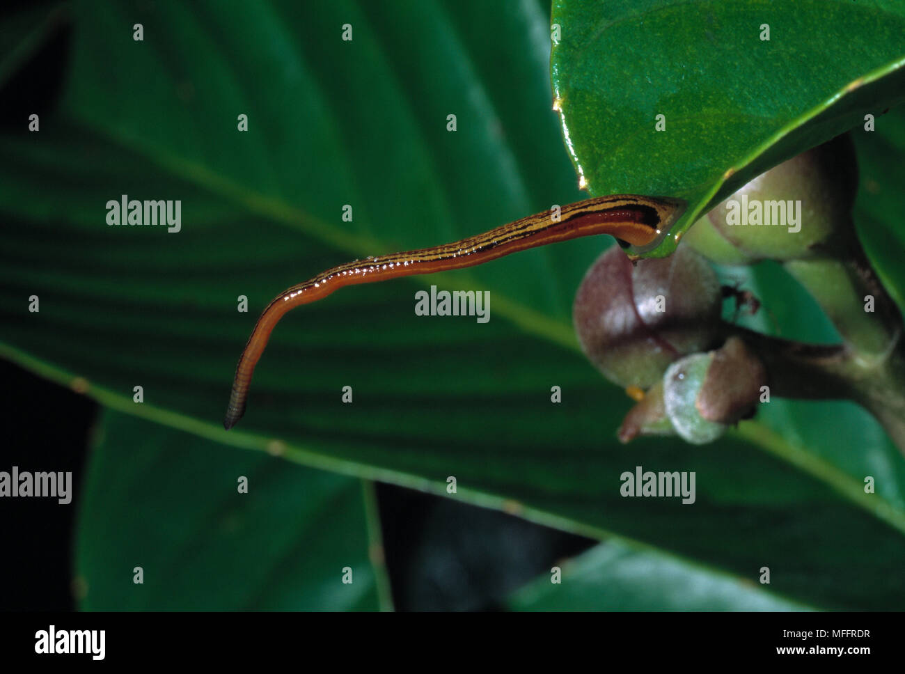 Borneo leeches hi-res stock photography and images - Alamy