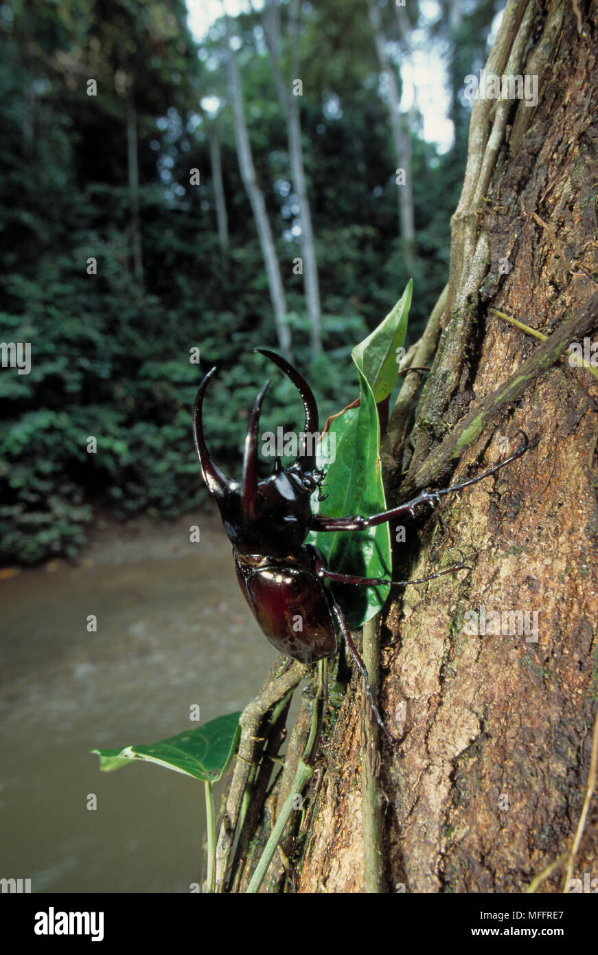 THREE-HORNED RHINOCEROS BEETLE Chalcosoma moellenkampi Borneo Stock ...
