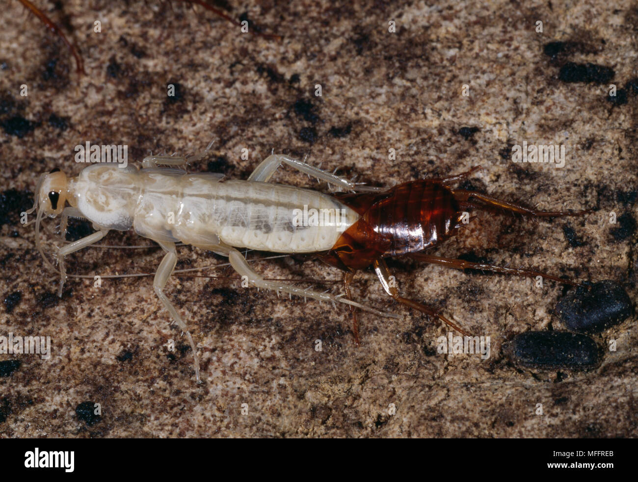 COCKROACH shedding skin Stock Photo - Alamy