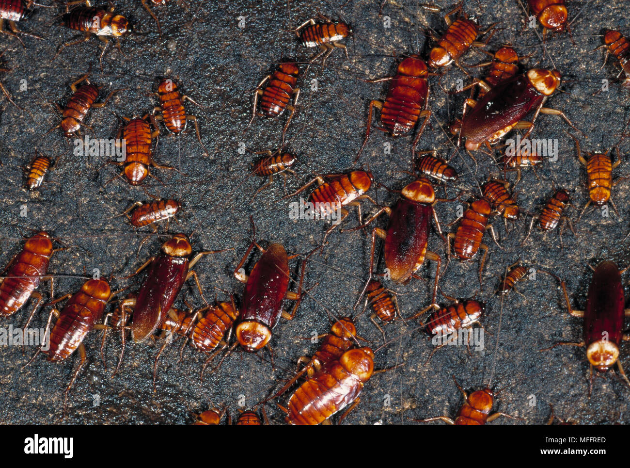 COCKROACHES Gomantong Caves, Borneo Stock Photo - Alamy