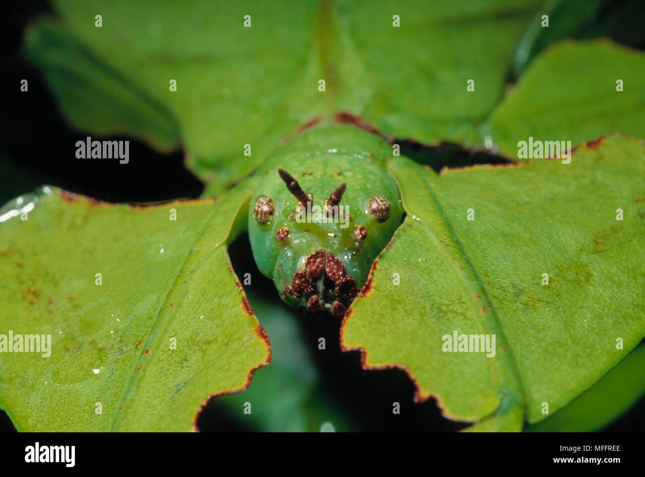 WALKING LEAF INSECT Phyllium pulchrifolium South eastern Asia Stock ...