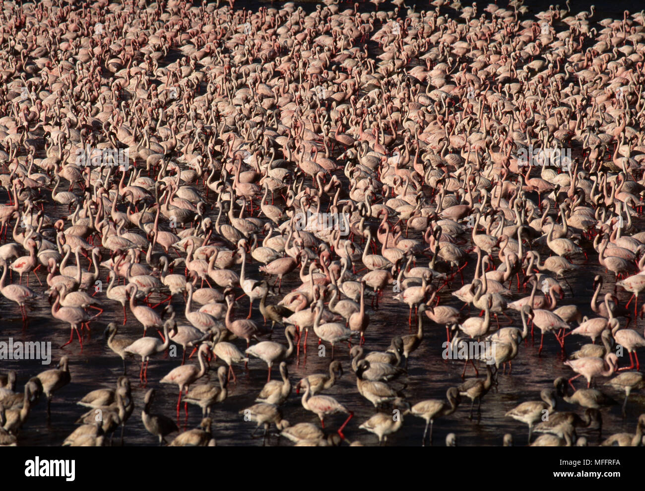 LESSER FLAMINGO Phoenicopterus minor large flock in shallows, Lake ...