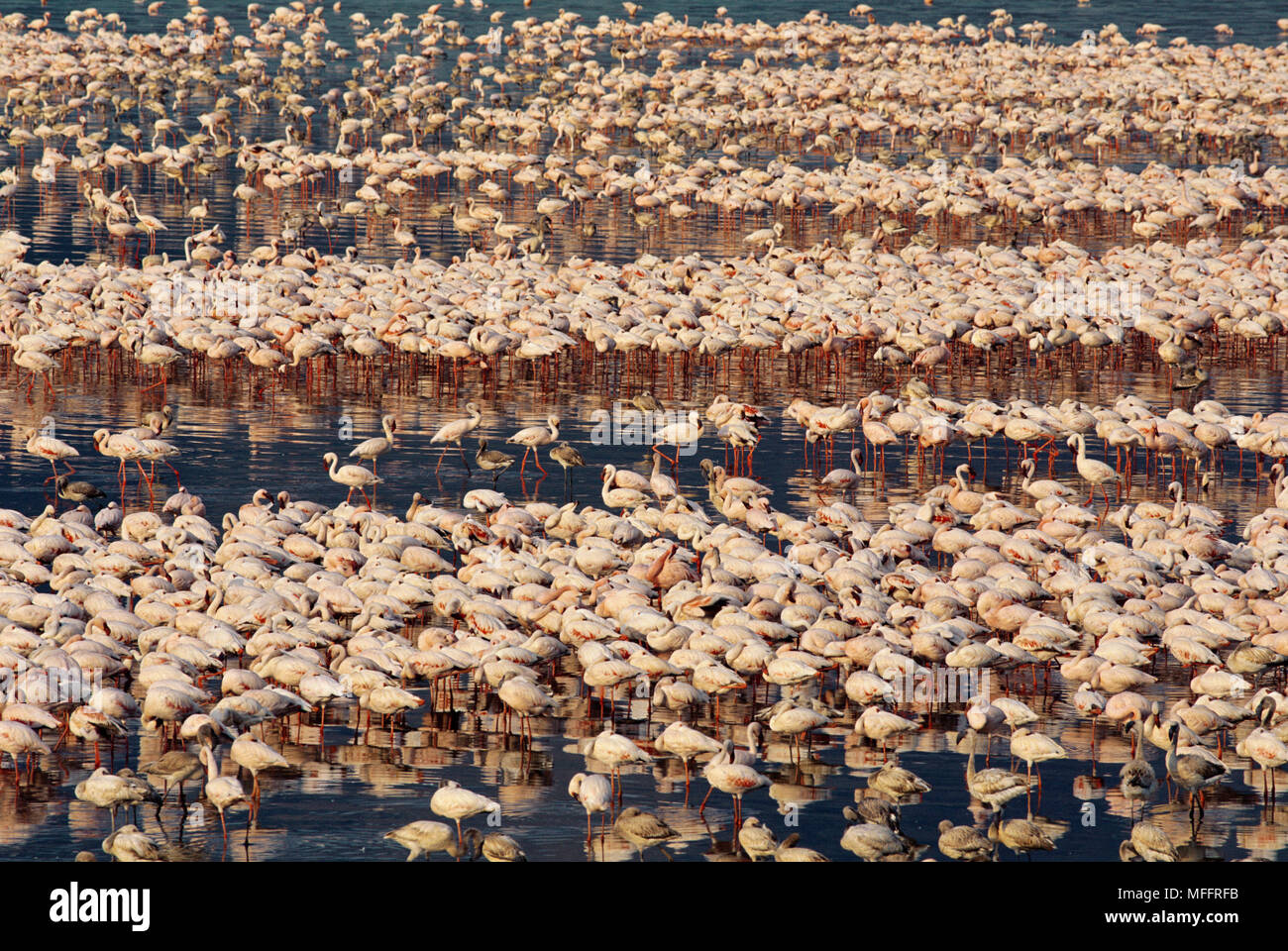 LESSER FLAMINGO Phoenicopterus minor large flock in shallows Lake ...