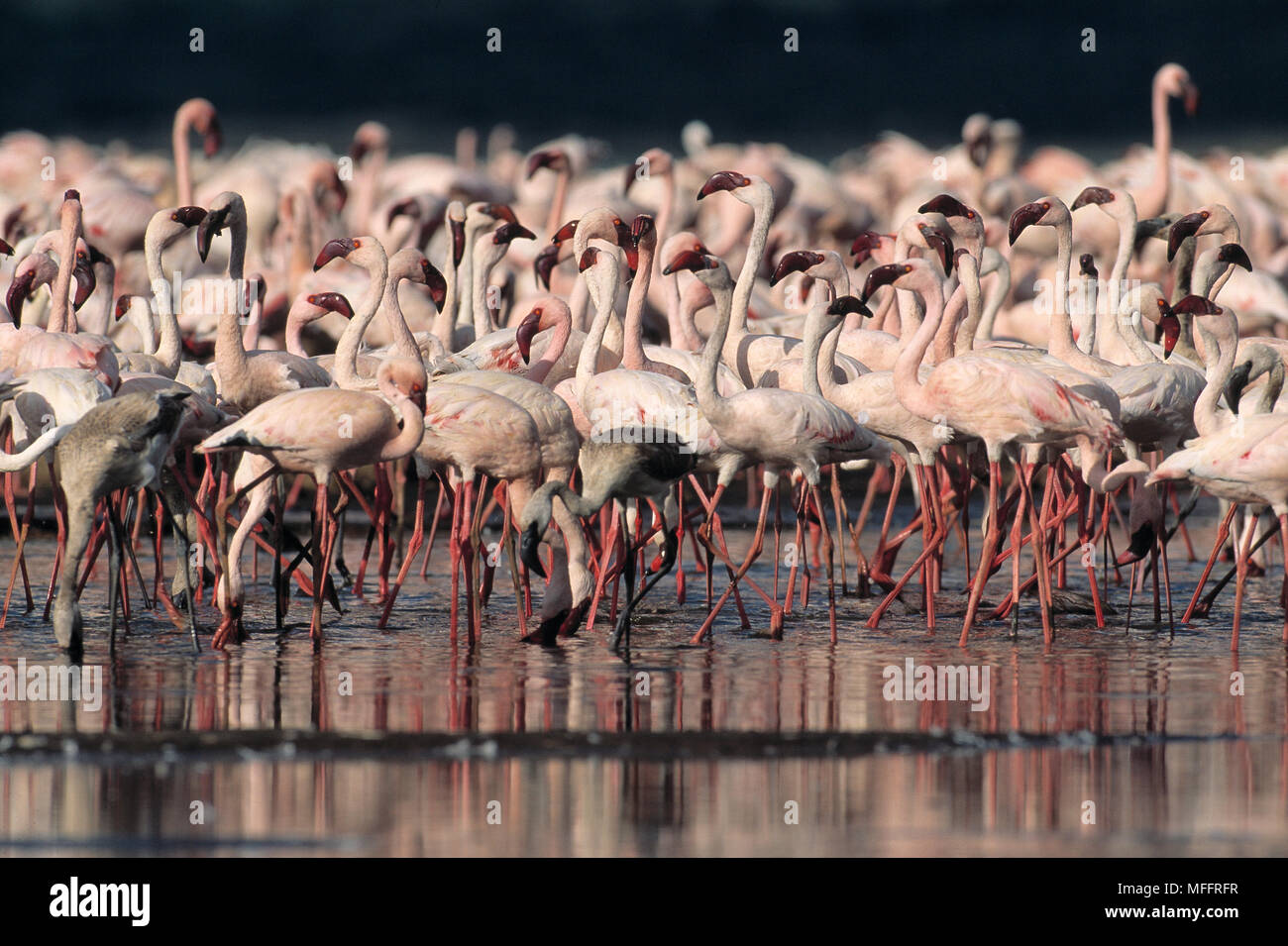 LESSER FLAMINGO large flock Phoenicopterus minor in shallows Lake ...