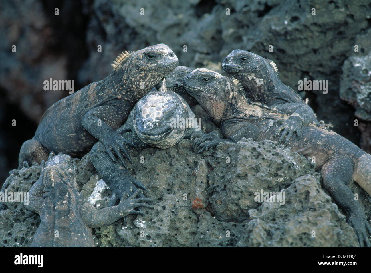 Iguanids High Resolution Stock Photography and Images - Alamy