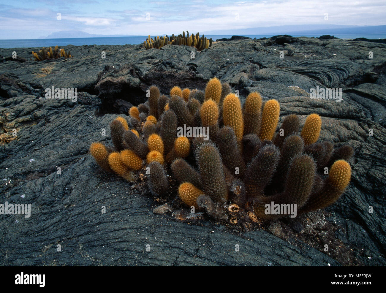 LAVA CACTUS (height 60cm) Brachycereus nesioticus Galapagos Islands ...