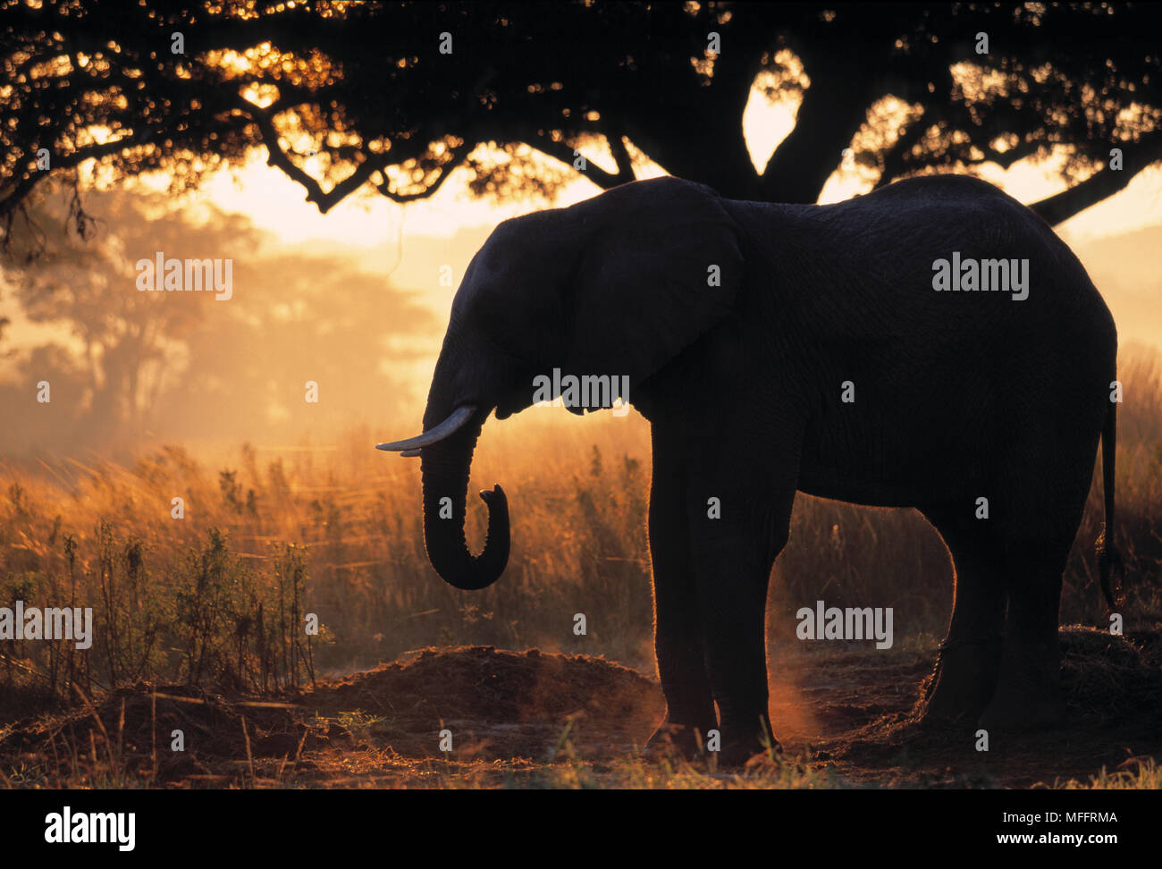 Zimbabwean elephants hi-res stock photography and images - Alamy