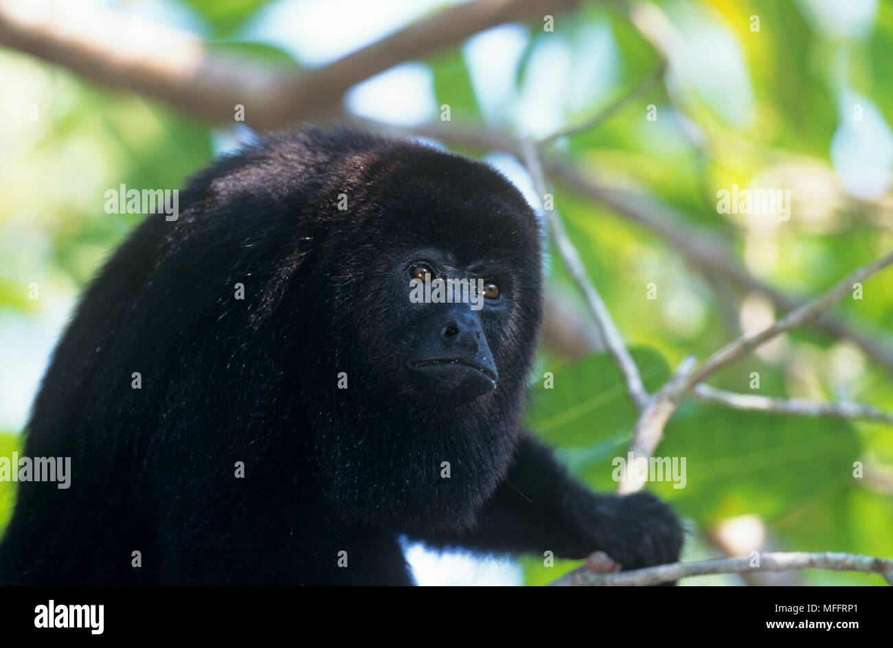 Black howler monkey alouatta pigra hi-res stock photography and images ...