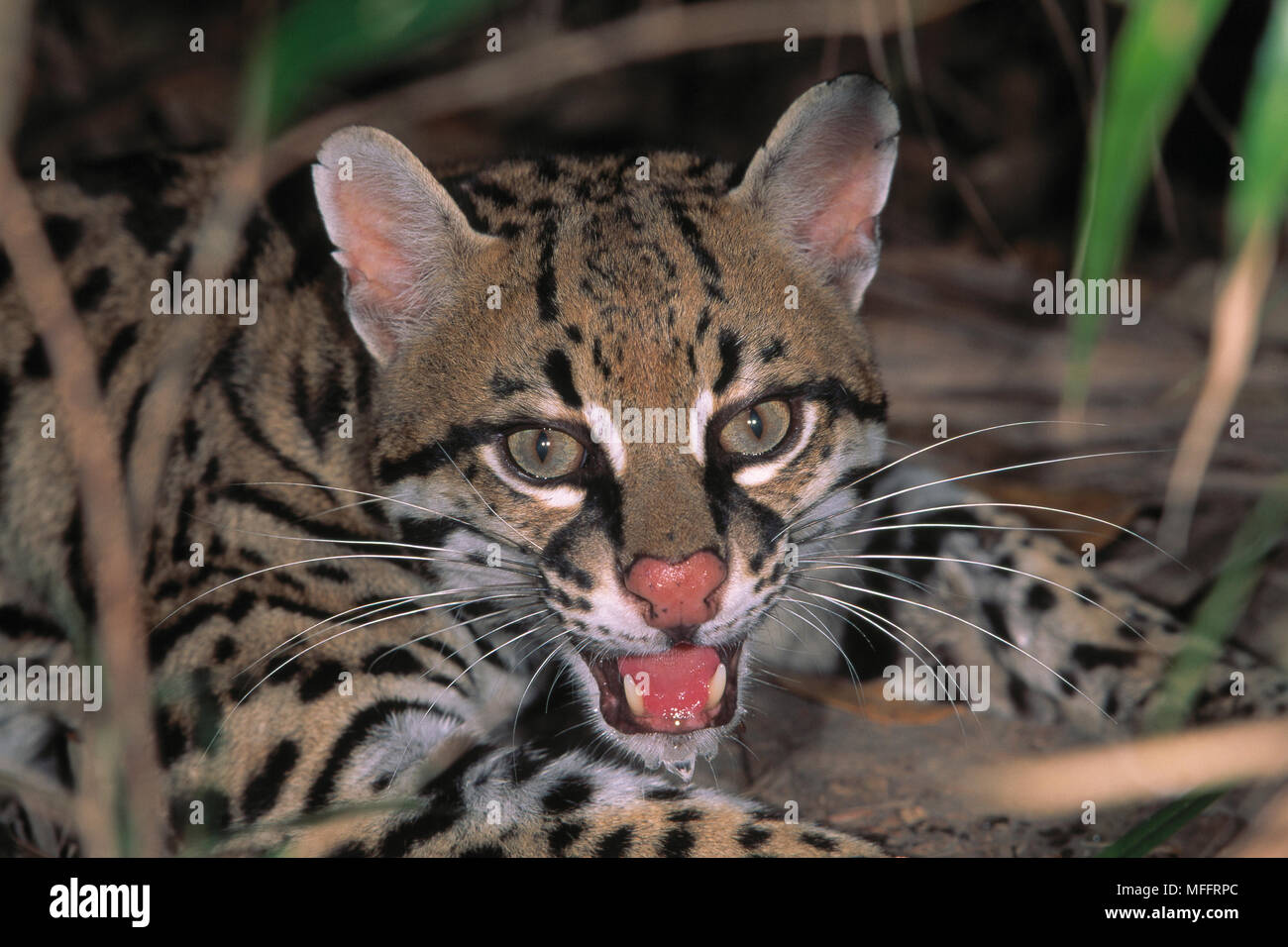 Ocelot Eating Fish