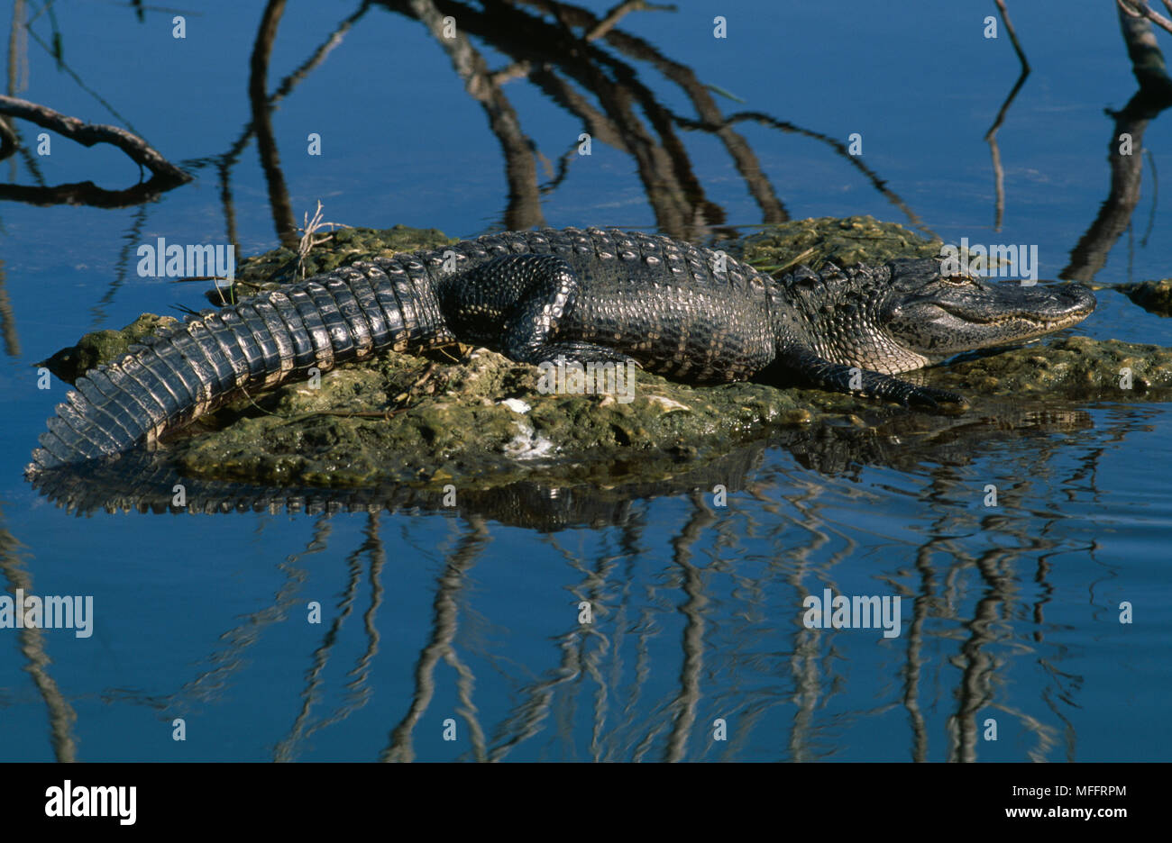 AMERICAN ALLIGATOR Alligator mississipiensis basking on tiny island ...