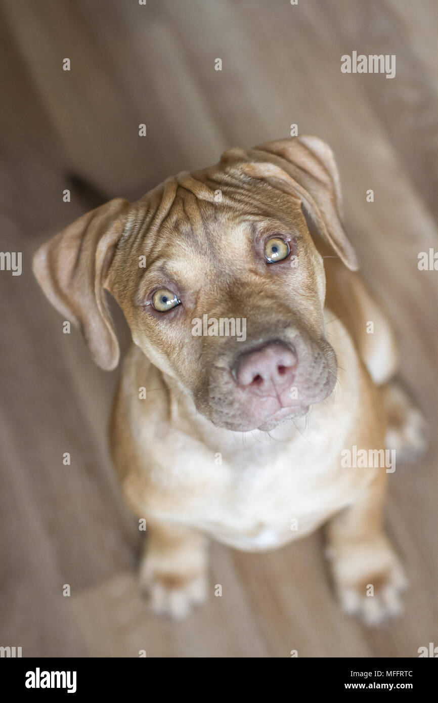 Working Pit Bulldog puppy Stock Photo - Alamy