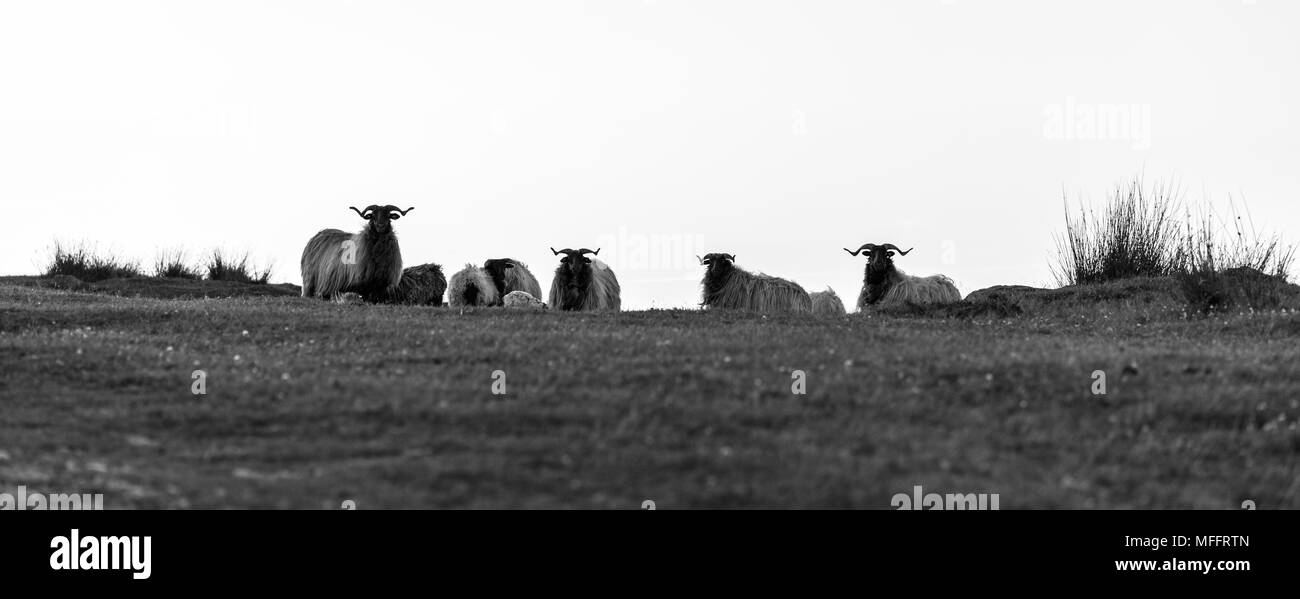 SHEEP - OVEJA at sunset, MOC Montaña Oriental Costera, NATURA 2000 ...