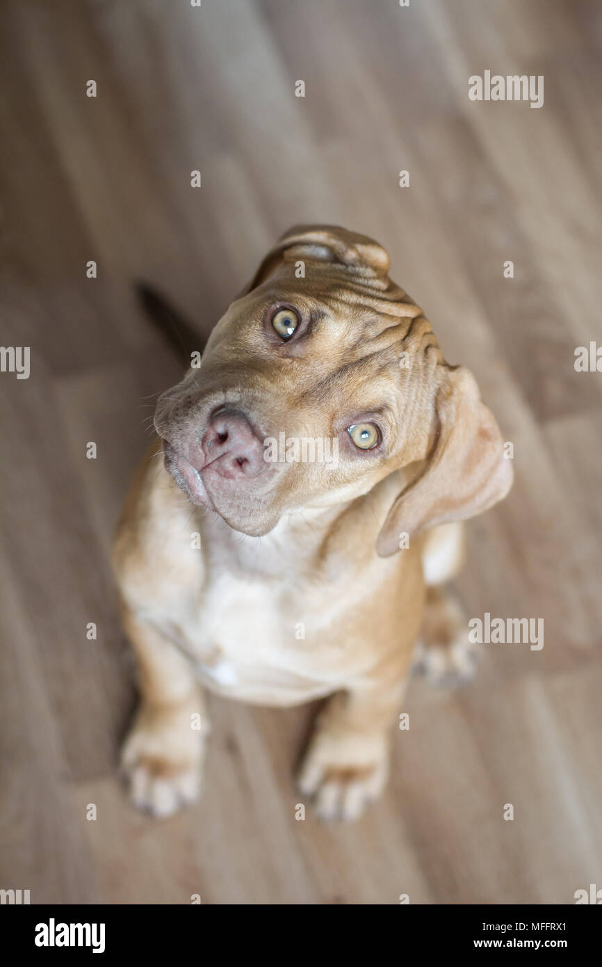 Working Pit Bulldog puppy Stock Photo - Alamy