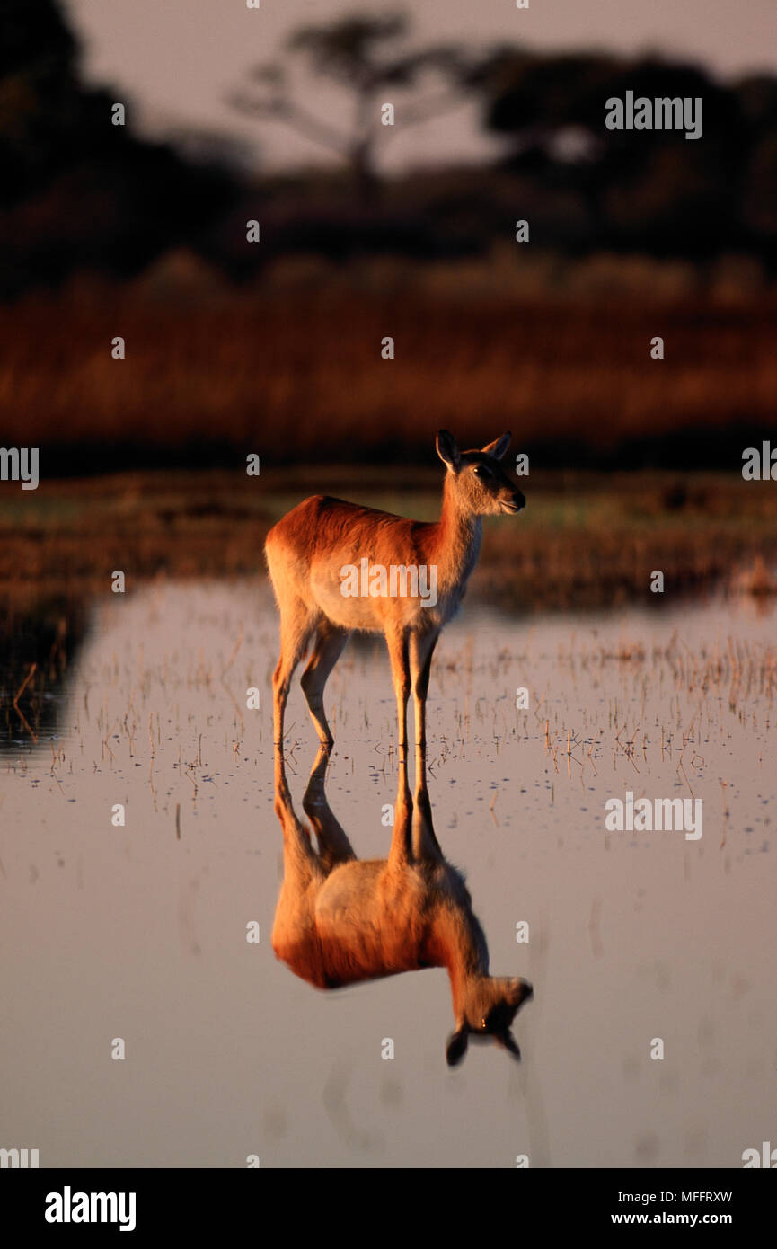 RED LECHWE female in pool Kobus leche Okovango Delta, Botswana Stock ...
