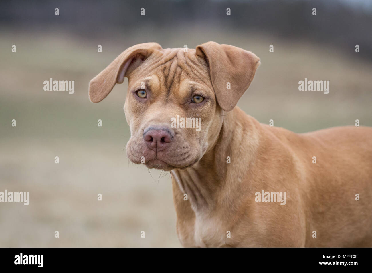 American bulldog puppy hi-res stock photography and images - Alamy