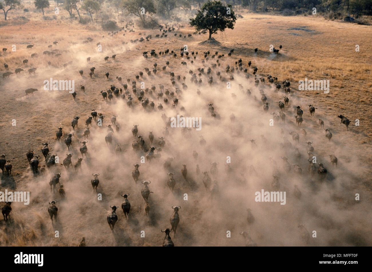 Cattle stampede africa hi-res stock photography and images - Alamy