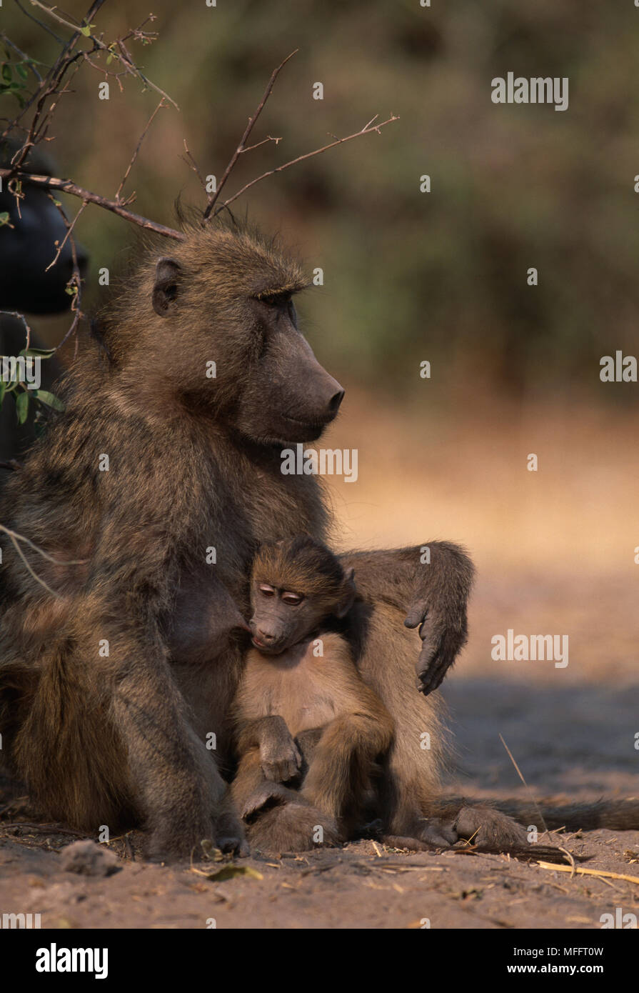 CHACMA BABOON Papio ursinus female with young South Africa Stock Photo ...
