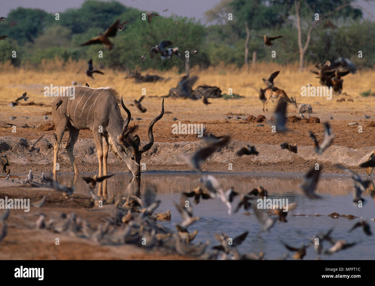 Mha001812a hi-res stock photography and images - Alamy