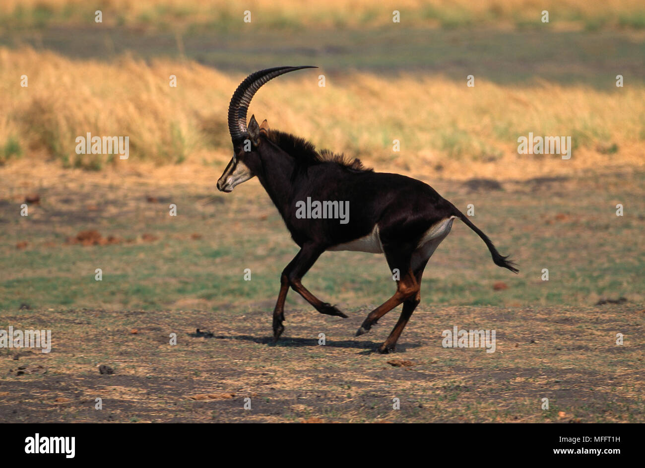 Sable Antelope Running