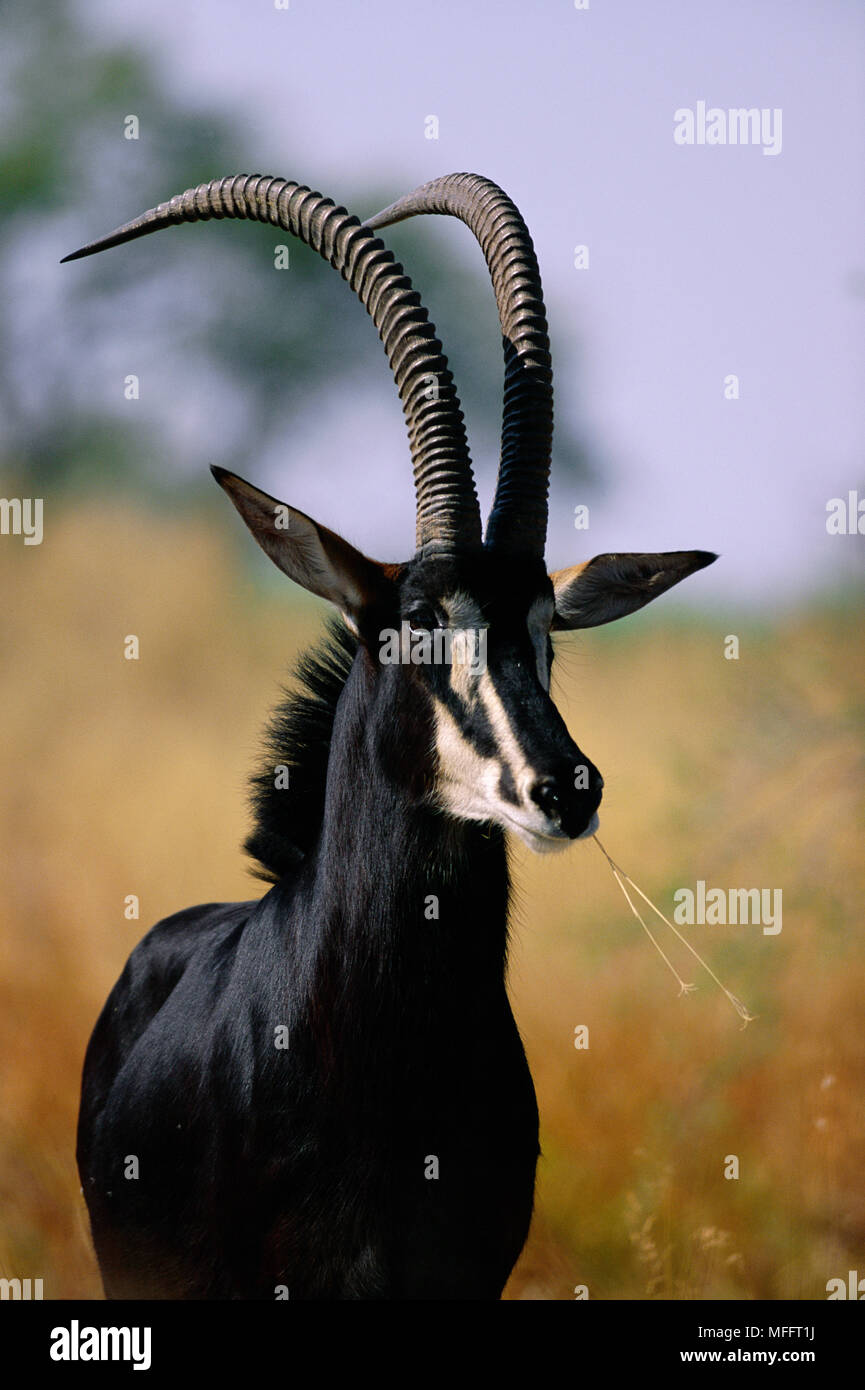 Sable Antelope Face