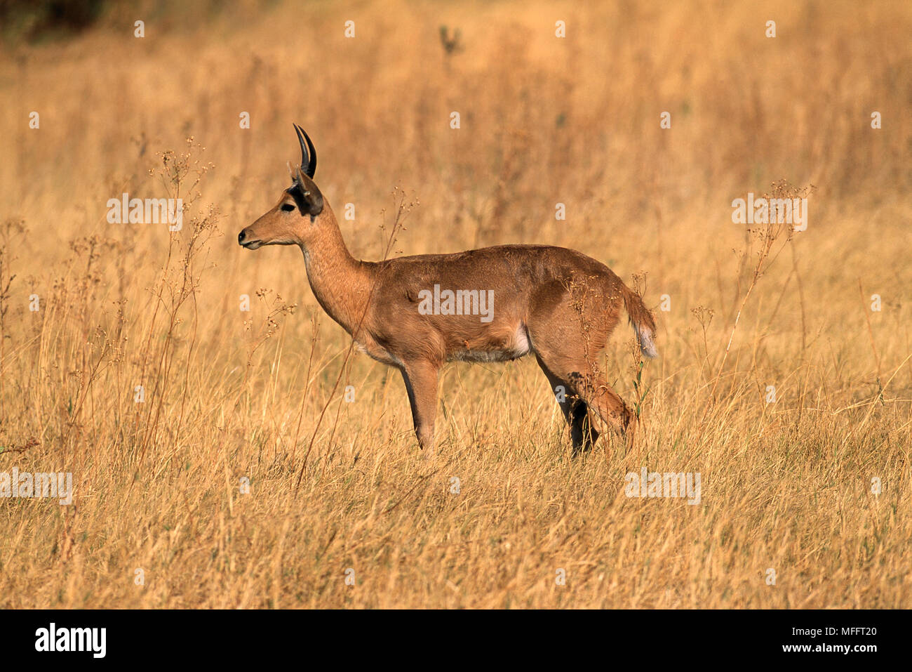 SOUTHERN REEDBUCK Redunca arundinum central & south eastern Africa ...