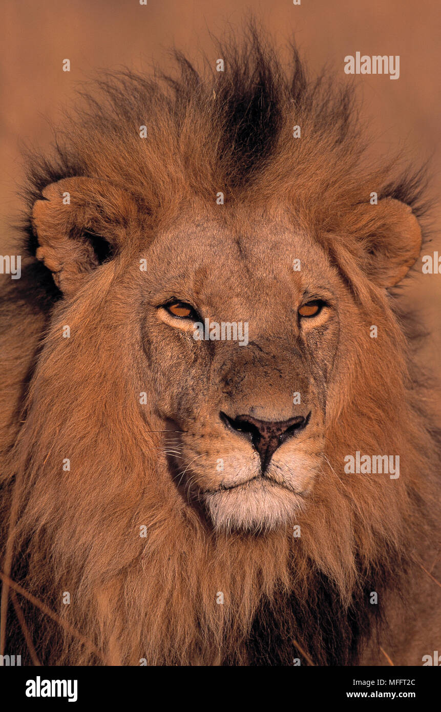 AFRICAN LION Panthera leo face Stock Photo - Alamy