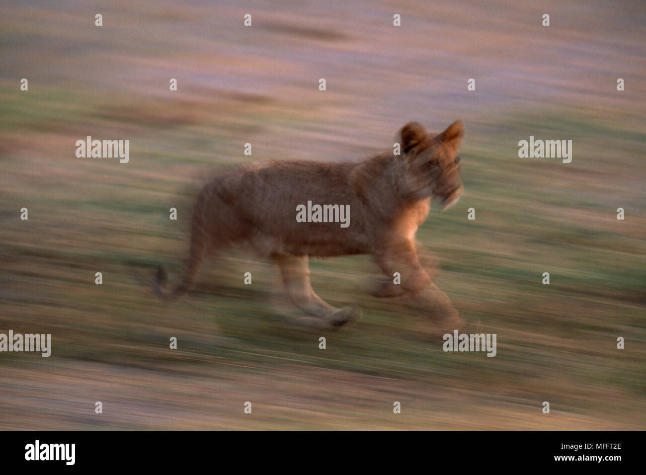 AFRICAN LION Panthera leo running during play Stock Photo - Alamy