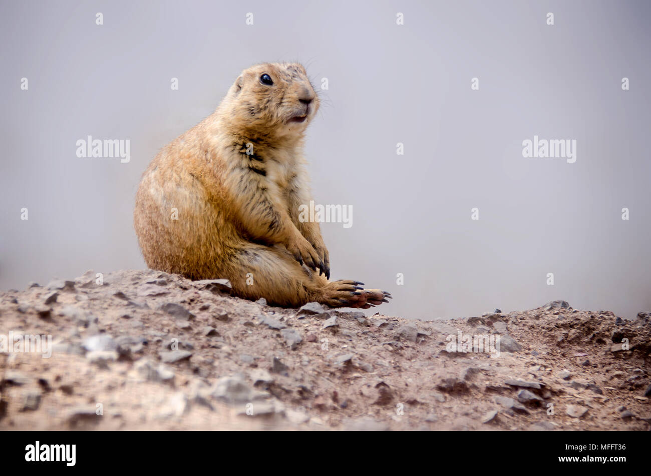 Mexican border wildlife hi-res stock photography and images - Alamy