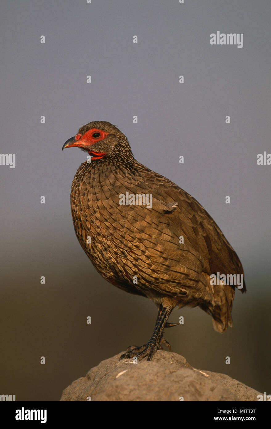 Swainsons Francolins Stock Photos & Swainsons Francolins Stock Images ...