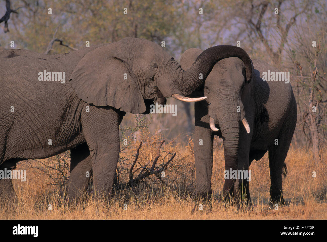 AFRICAN ELEPHANTS greeting Loxodonta africana Stock Photo - Alamy