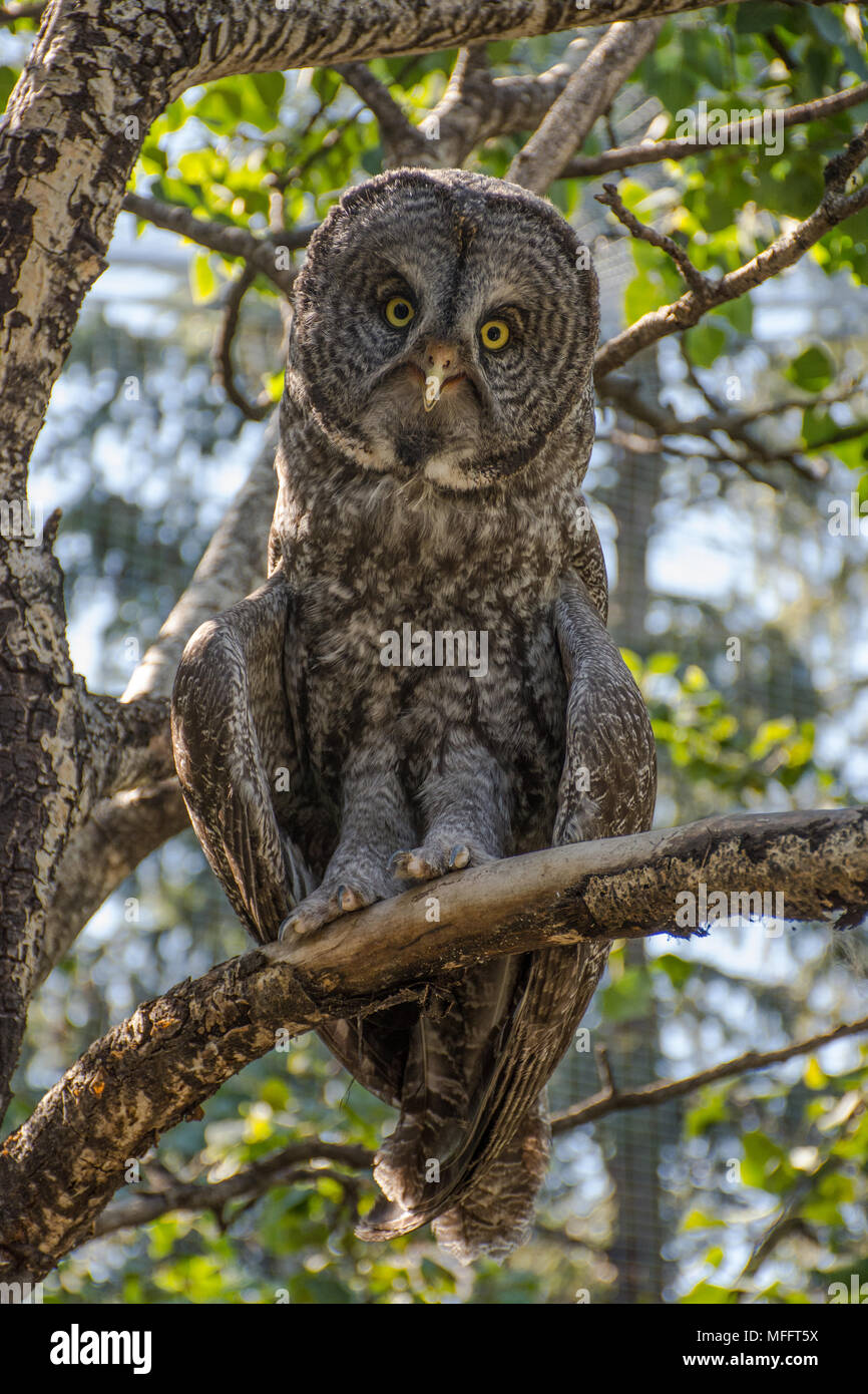 Yellow beak and talons hi-res stock photography and images - Alamy
