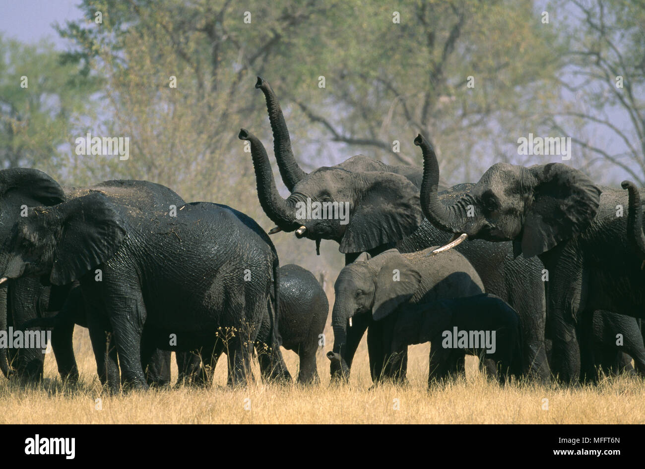 AFRICAN ELEPHANT group Loxodonta africana testing for scent with trunks ...