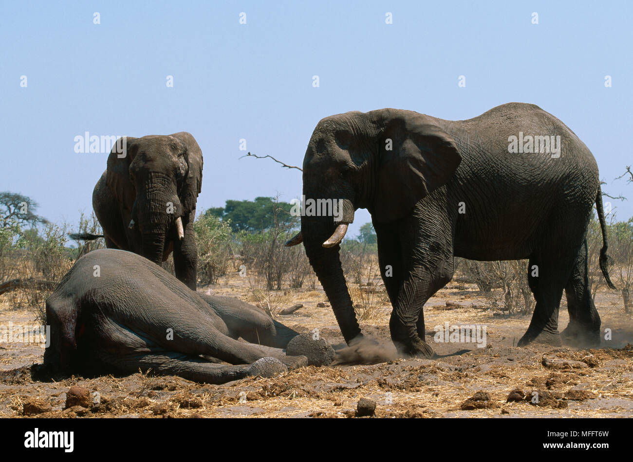 AFRICAN ELEPHANTS touching dead Loxodonta africana elephant. Elephant ...