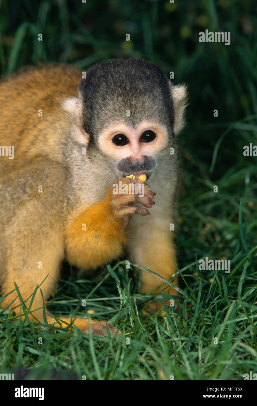 SQUIRREL MONKEY eating Saimiri sciureus Amazon Basin Stock Photo - Alamy