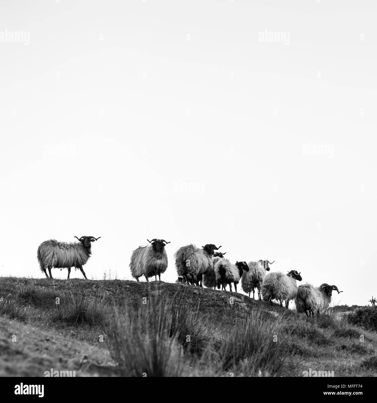 SHEEP - OVEJA at sunset, MOC Montaña Oriental Costera, NATURA 2000 ...
