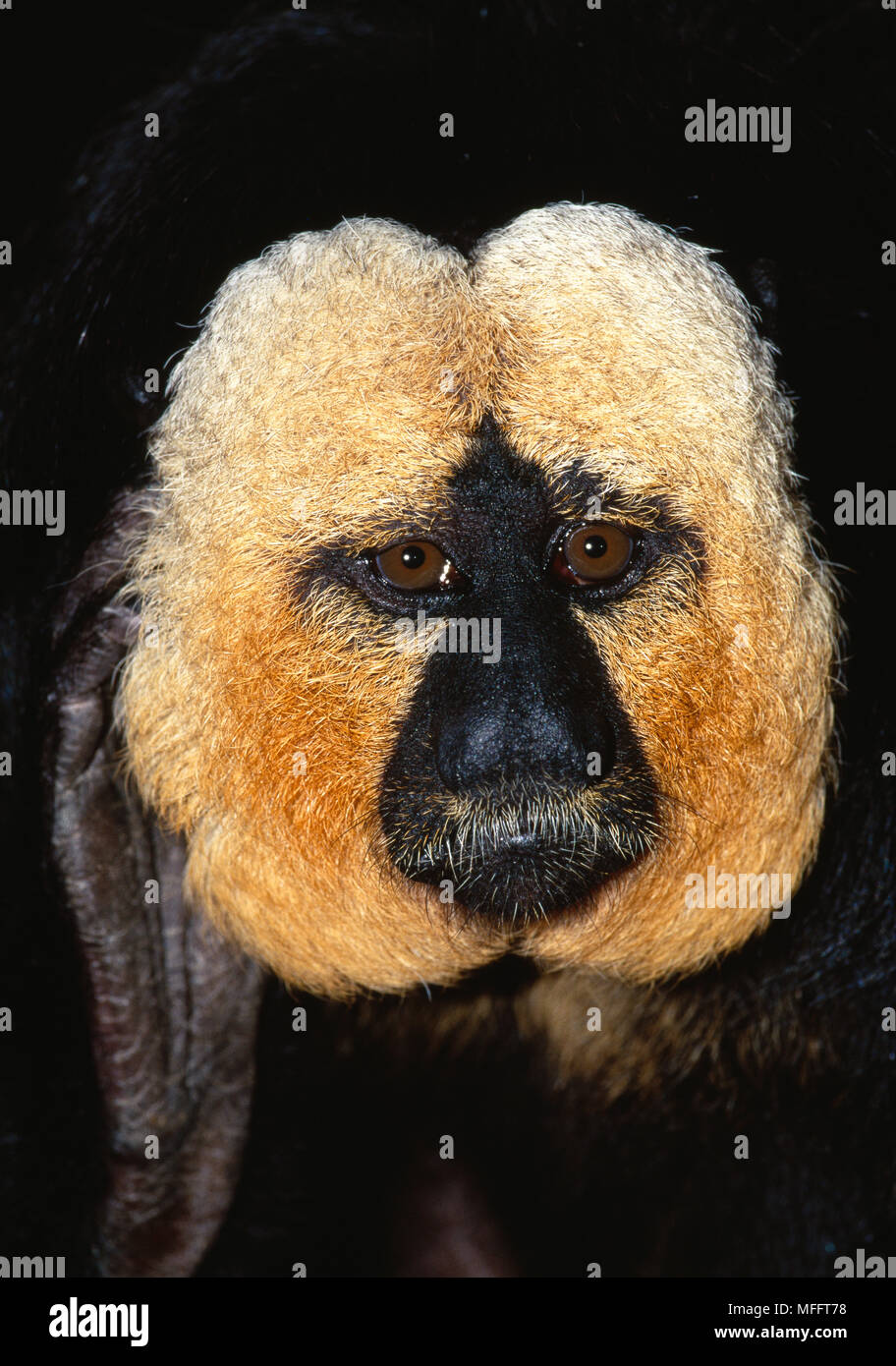WHITE-FACED or GUIANAN SAKI Pithecia pithecia face detail. Found in ...