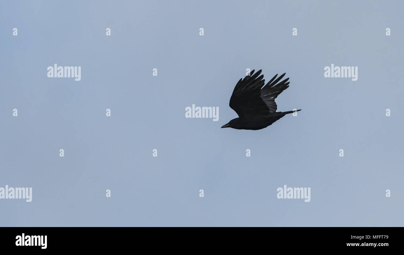 Crow flying hi-res stock photography and images - Alamy