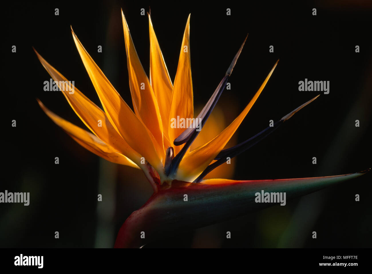 CRANE FLOWER Strelitzia reginae or Bird-of-Paradise Flower Native to ...