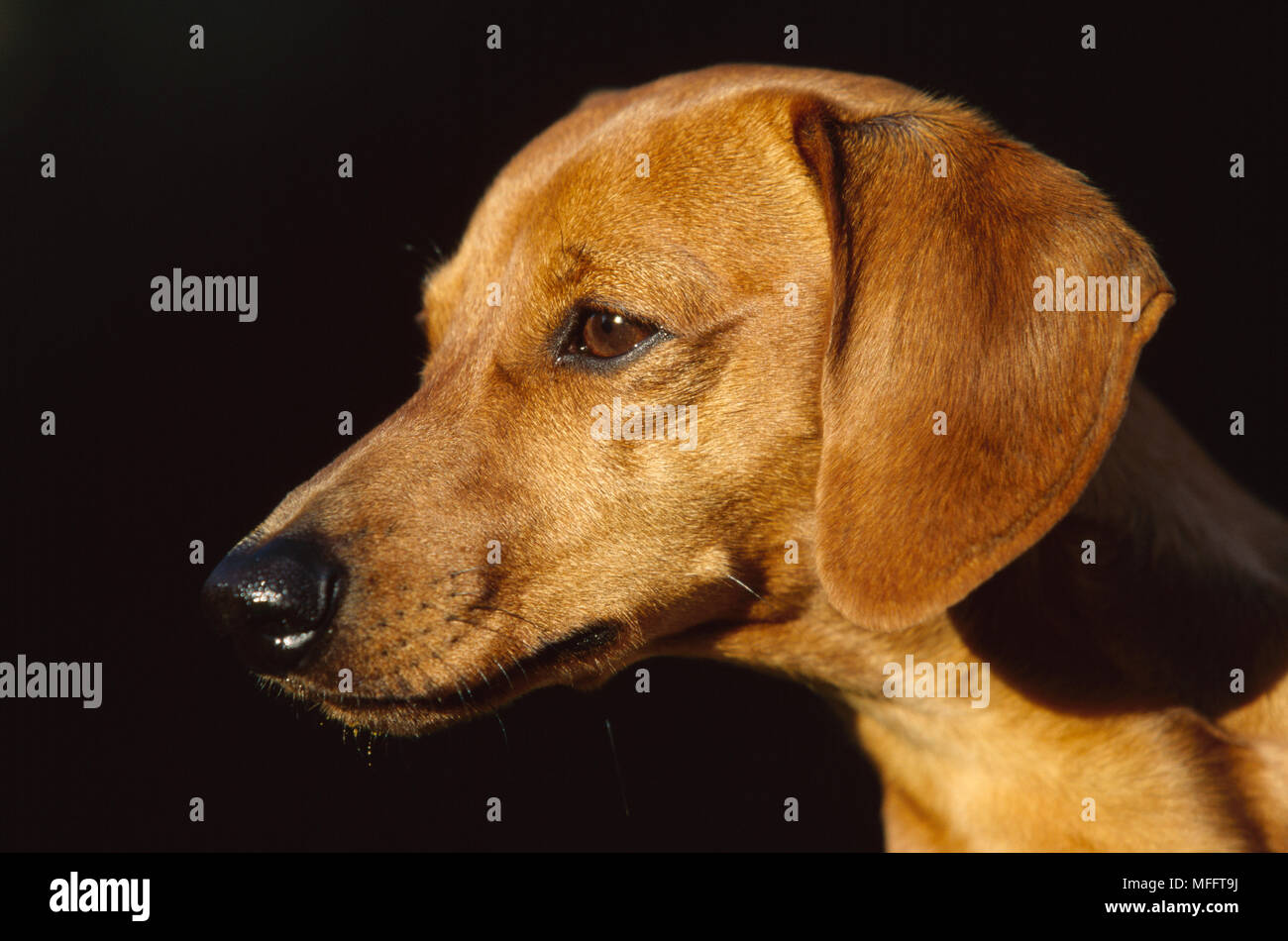 MINIATURE DACHSHUND head detail Stock Photo - Alamy