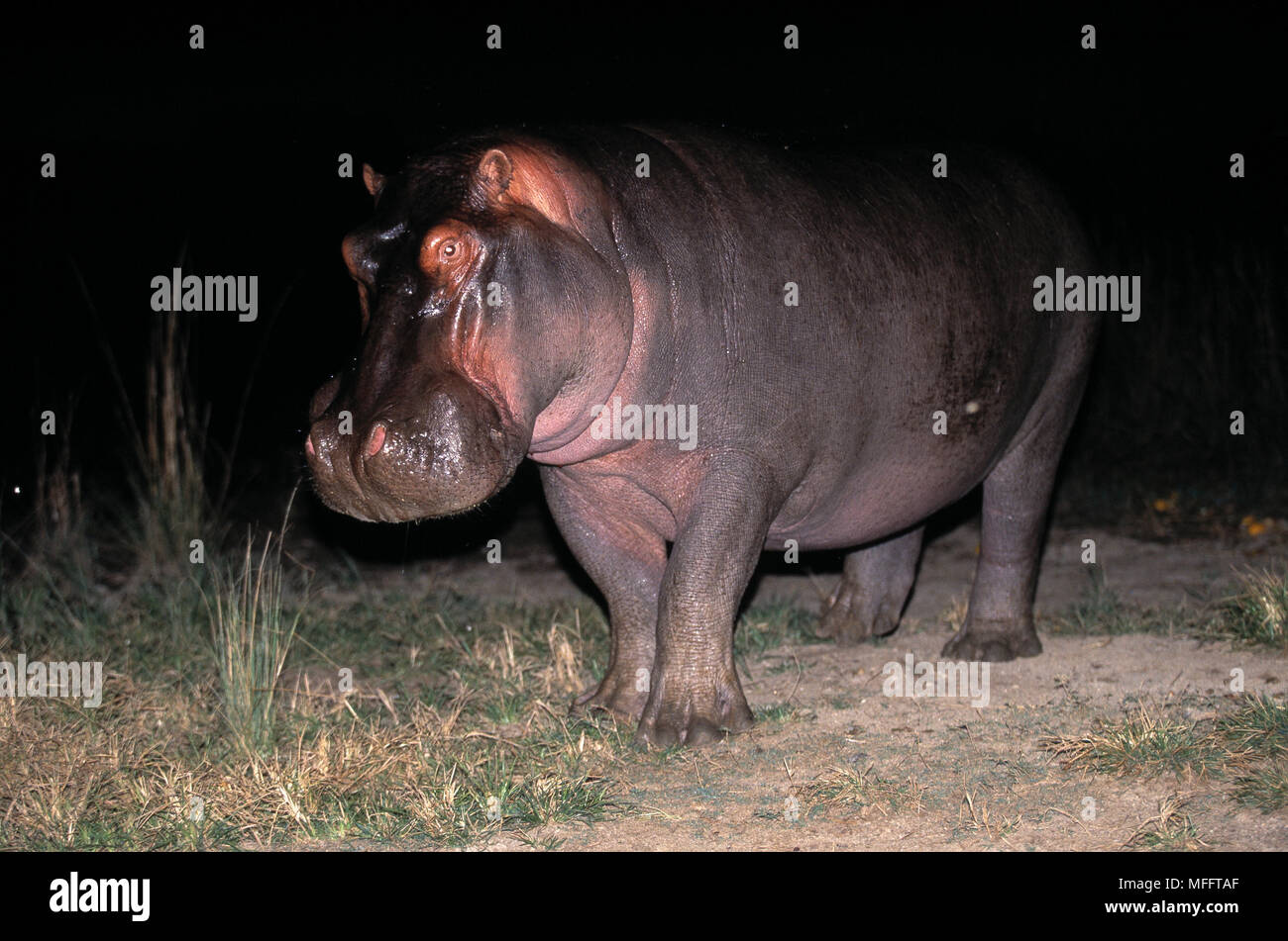 HIPPOPOTAMUS at night Hippopotamus amphibius Africa Stock Photo - Alamy