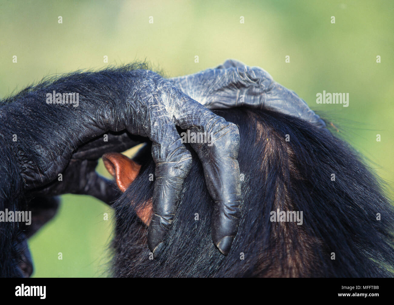 Ape Scratching Head Stock Photos & Ape Scratching Head Stock Images - Alamy