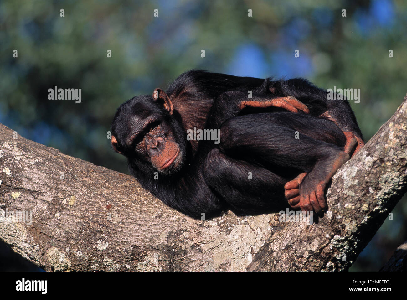CHIMPANZEE resting on branch Pan troglodytes Chimfunshi Sanctuary ...