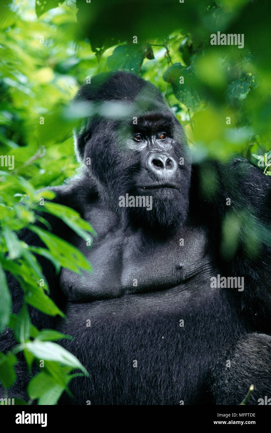 Mature male gorilla hi-res stock photography and images - Alamy