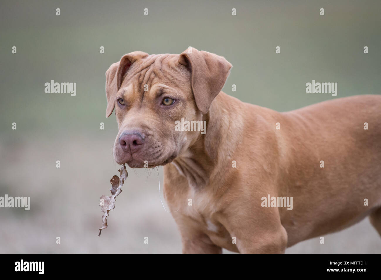 Working Pit Bulldog puppy Stock Photo - Alamy