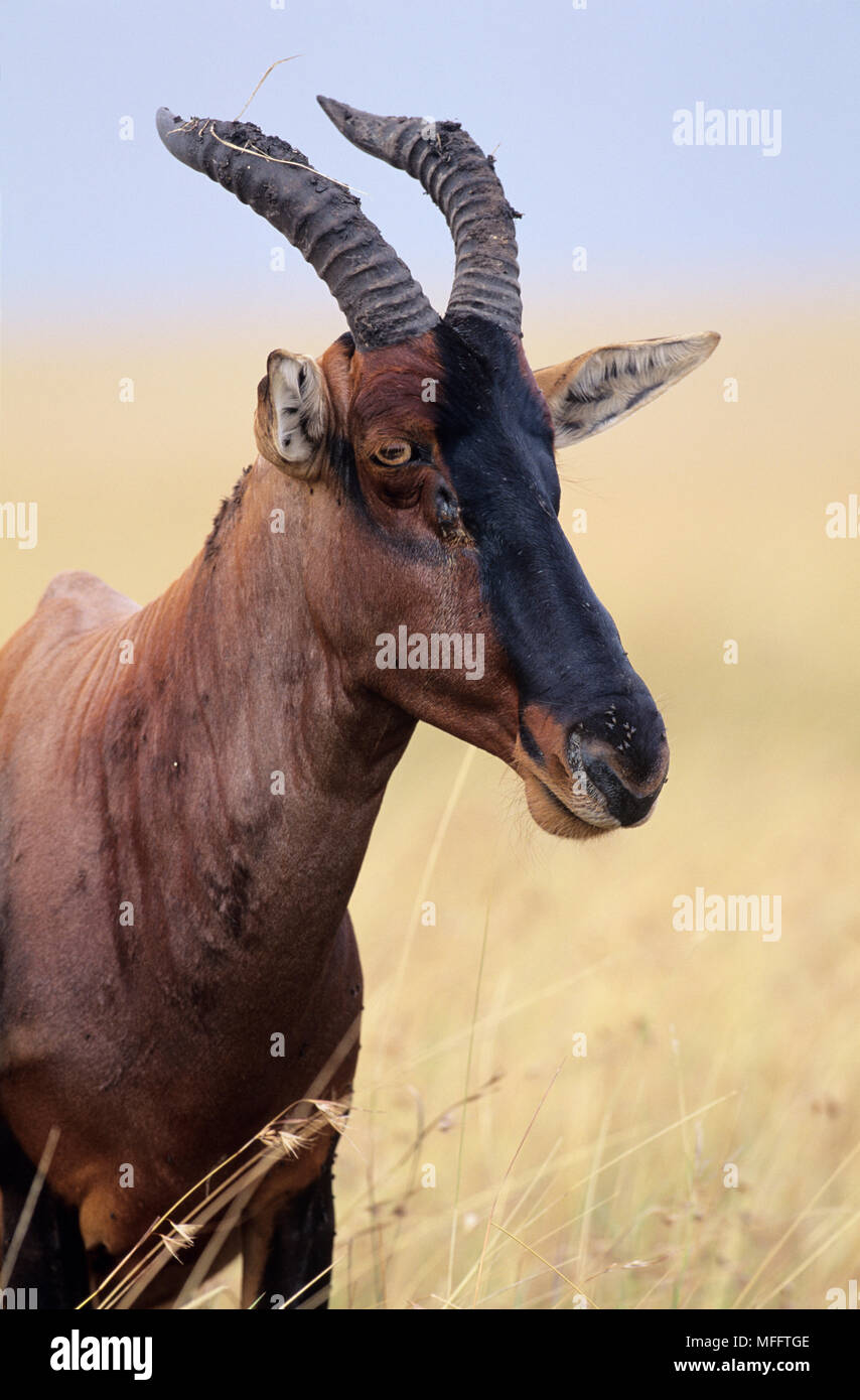TOPI Damaliscus lunatus head & neck detail Stock Photo - Alamy