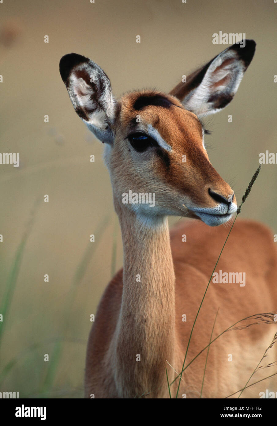 Aepyceros melampus head shot hi-res stock photography and images - Alamy