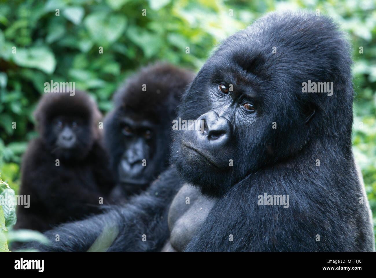 MOUNTAIN GORILLA Gorilla beringei beringei silverback male with family ...