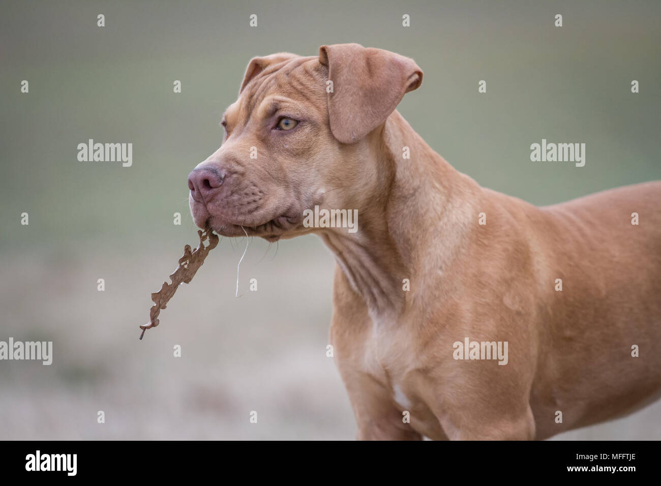 Working Pit Bulldog puppy Stock Photo - Alamy
