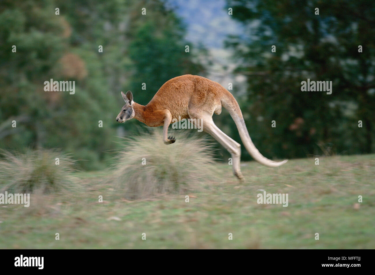Macropus rufus action hi-res stock photography and images - Alamy
